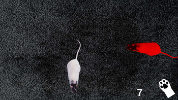 Game for cats - mad mice: Play Online For Free On Playhop