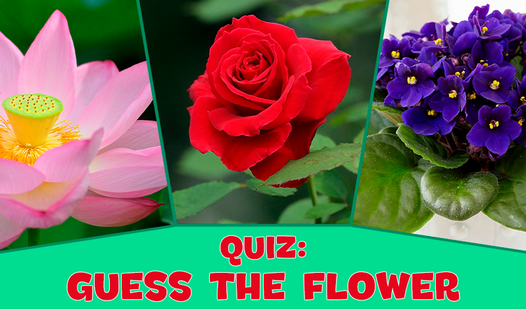 Quiz: guess the flower (by QuizKings): Play Online For Free On Playhop
