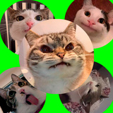 Merging of meme cats (by Cheese Ezhik): Play Online For Free On Playhop